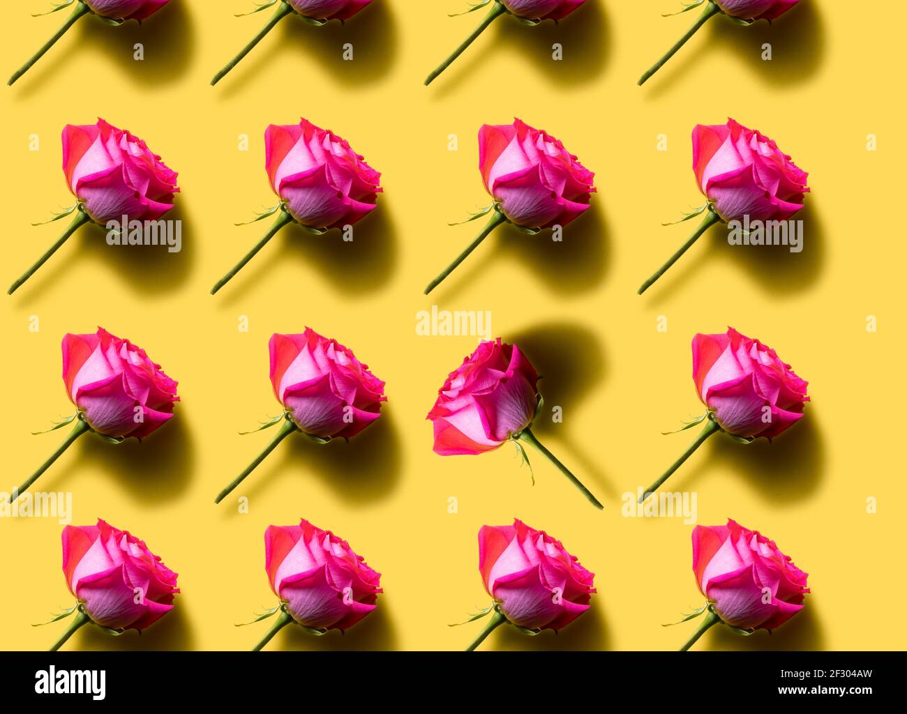 yellow pattern of a pink rosebud. a repeating flower. postcard and ...