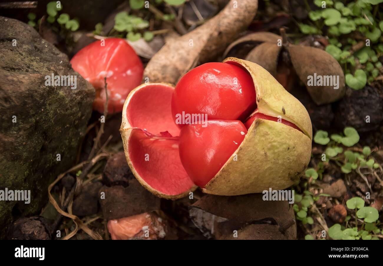 Fallen fruit of Small-leaved Tamarind (Diploglottis campbellii). Bright ...
