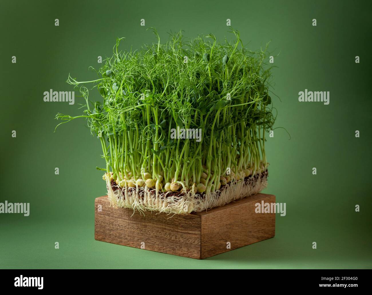 growing sprouts of peas on a wooden box on a green background close-up ...