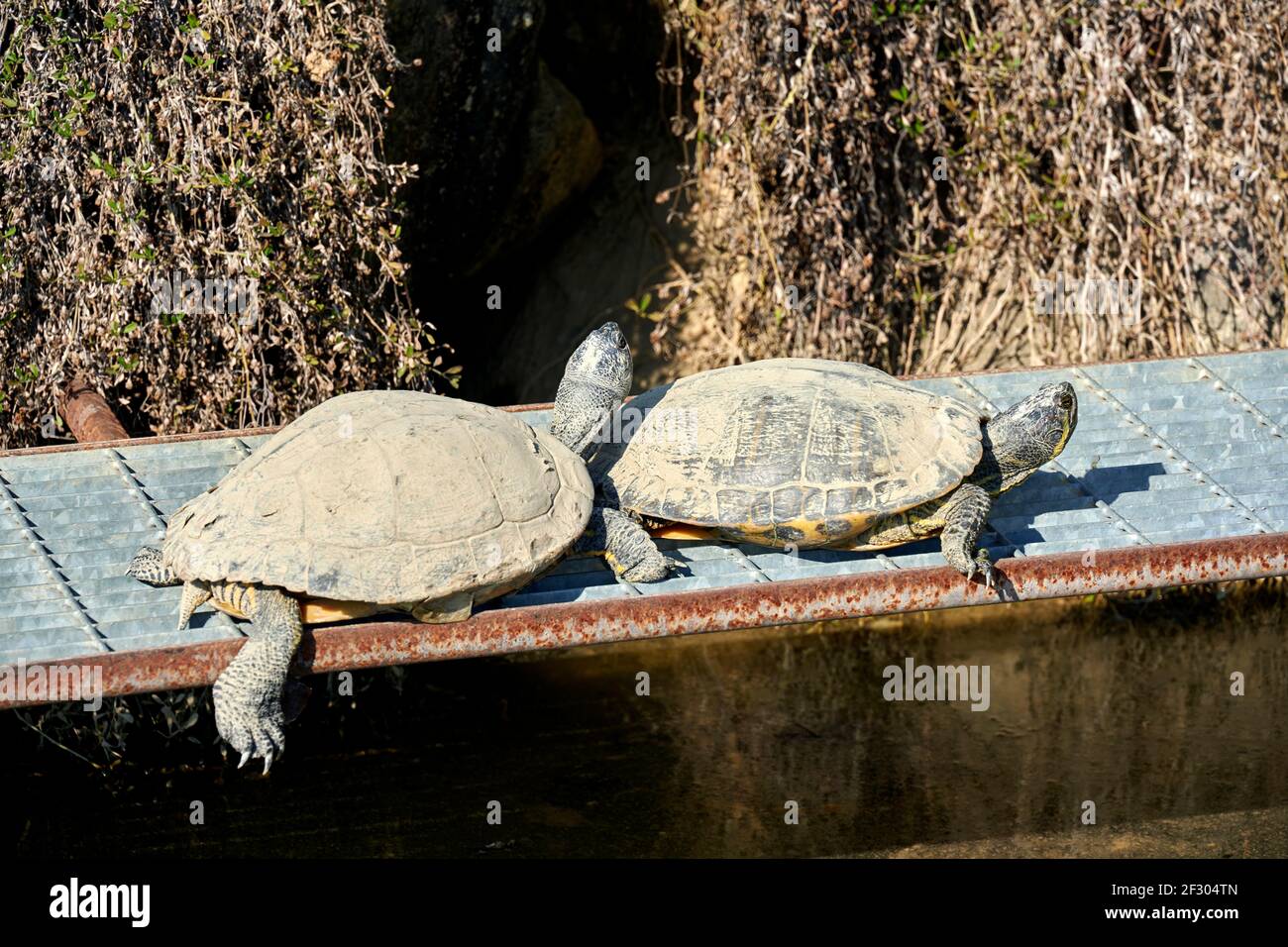 two turtles in the sun Stock Photo - Alamy