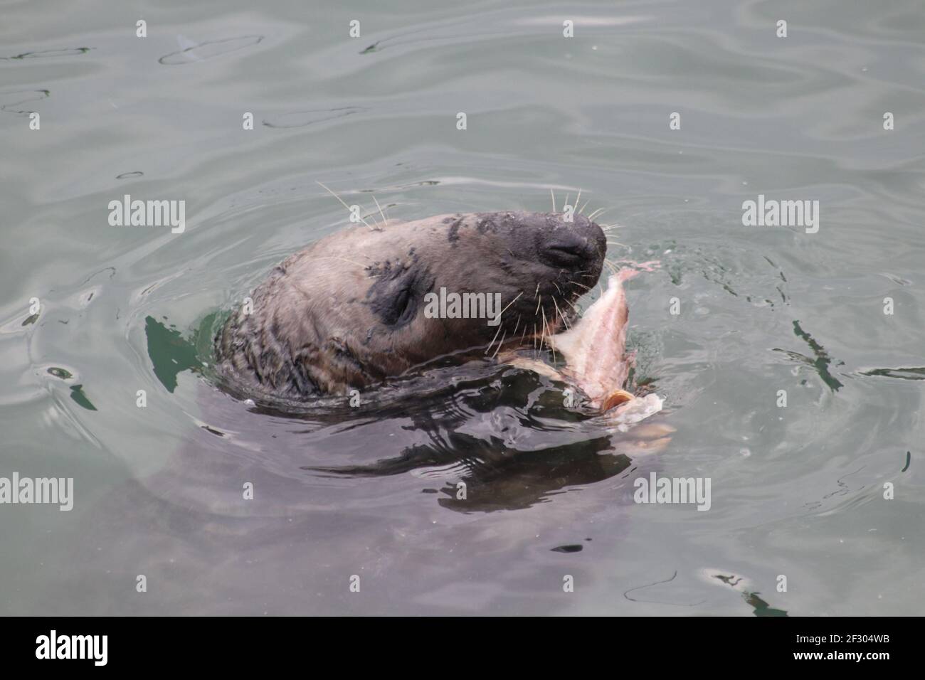 Harbour seal in water Stock Photo - Alamy