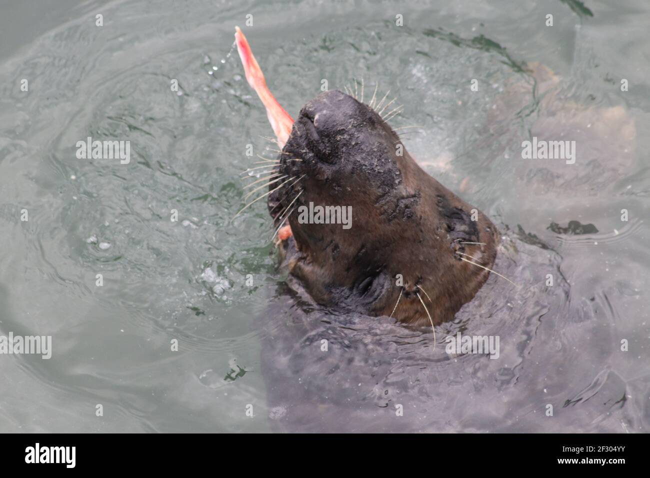 Harbour seal in water Stock Photo - Alamy