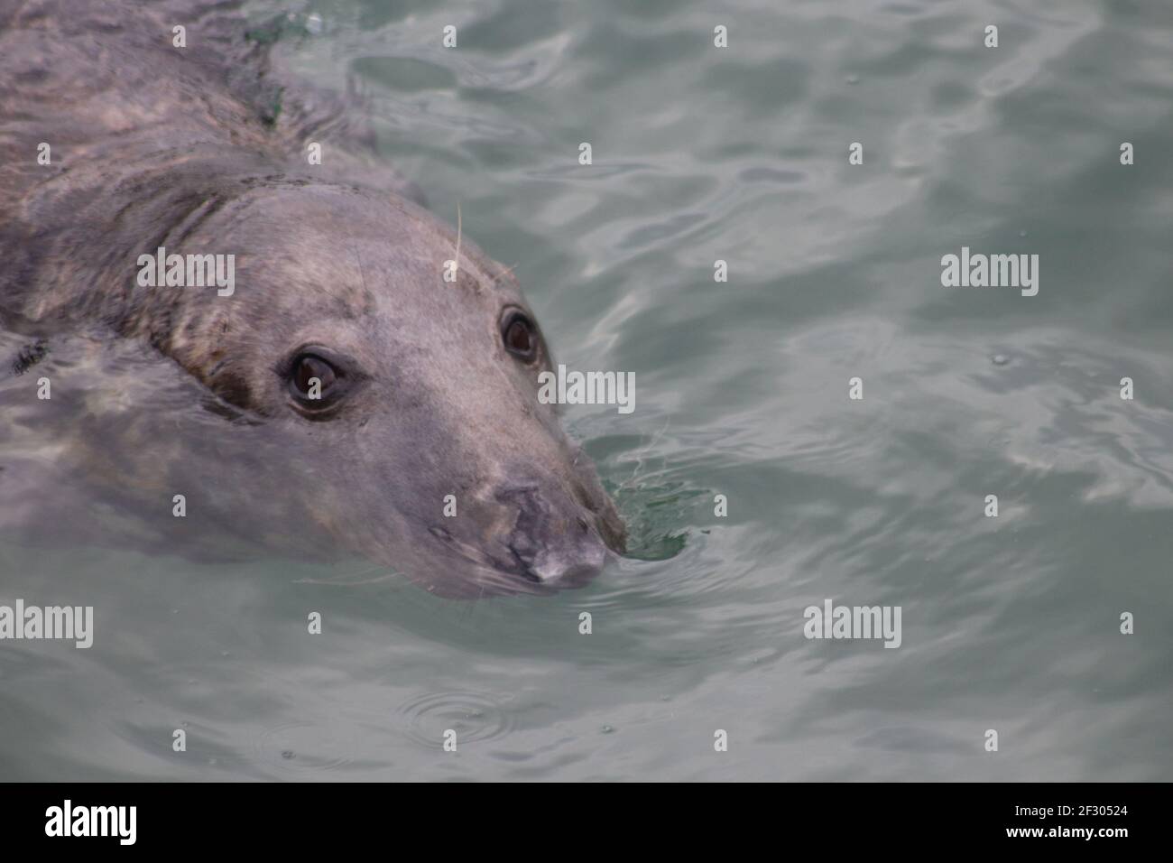 Common seal eating fish in hi-res stock photography and images - Alamy