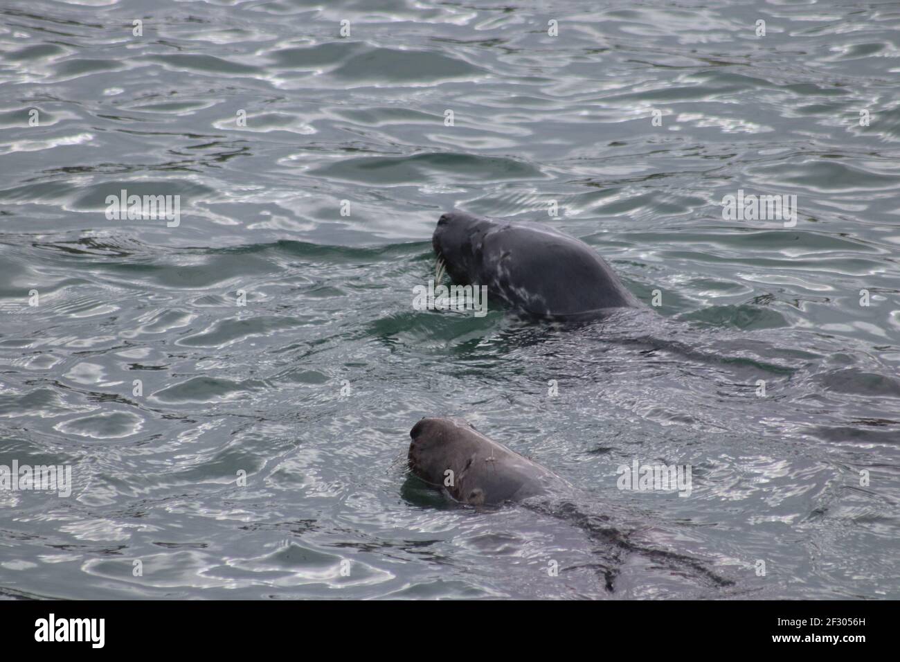 Two seals in water Stock Photo - Alamy