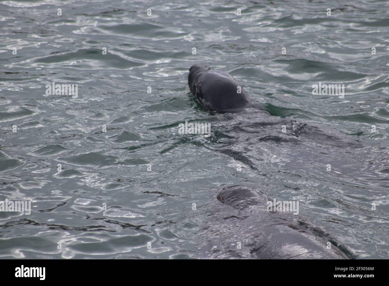 Two seals in water Stock Photo - Alamy