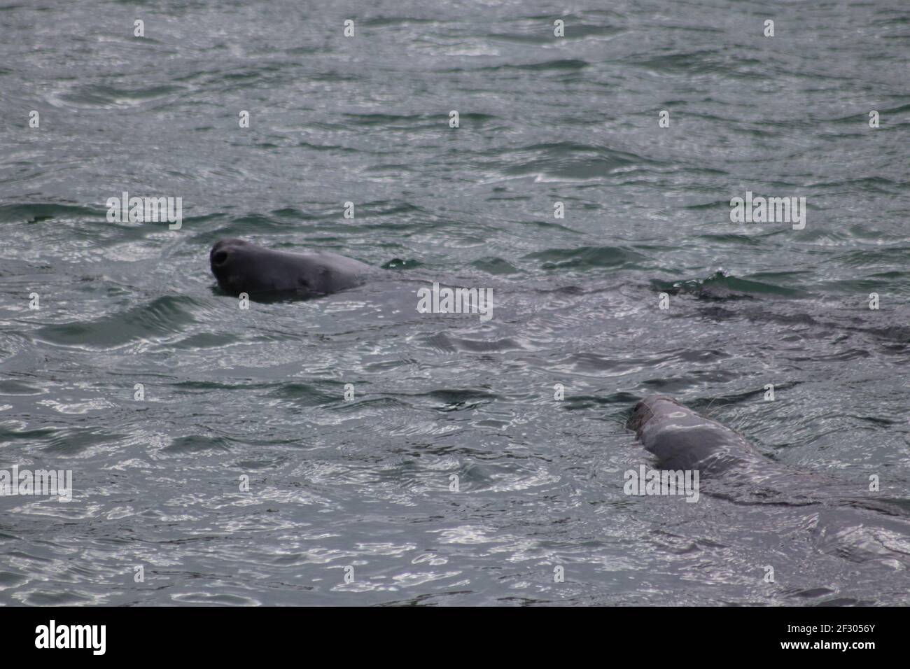 Two seals in water Stock Photo - Alamy