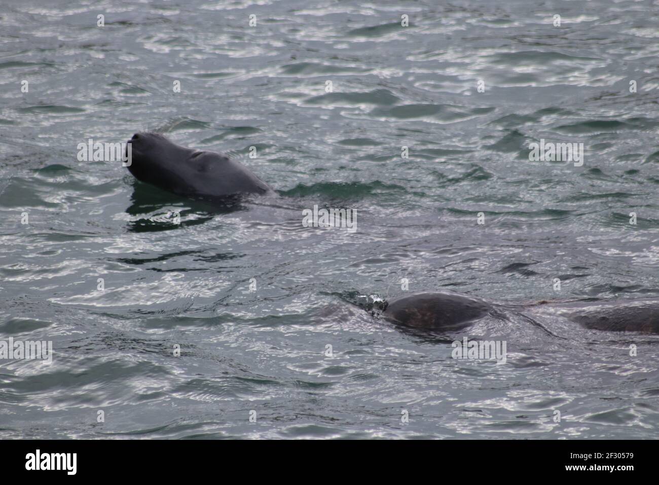 Two seals in water Stock Photo - Alamy