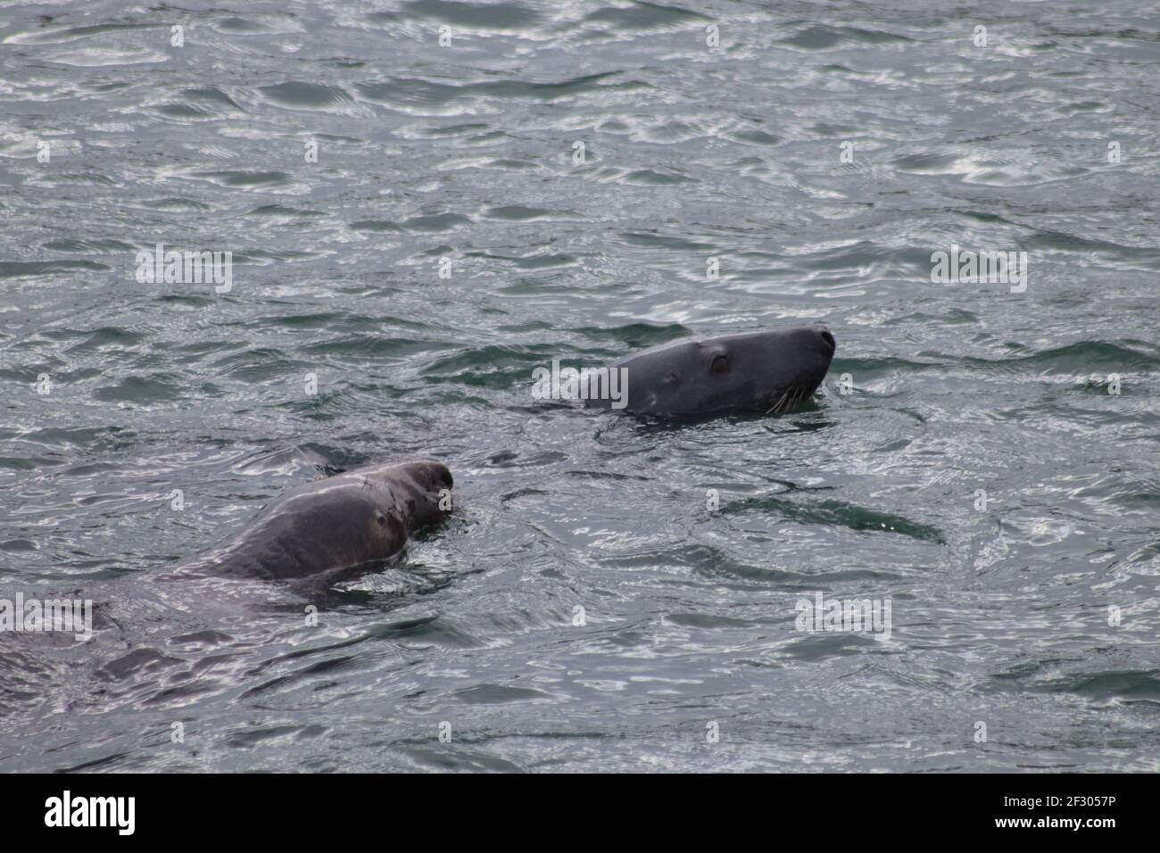 Two seals in water Stock Photo - Alamy