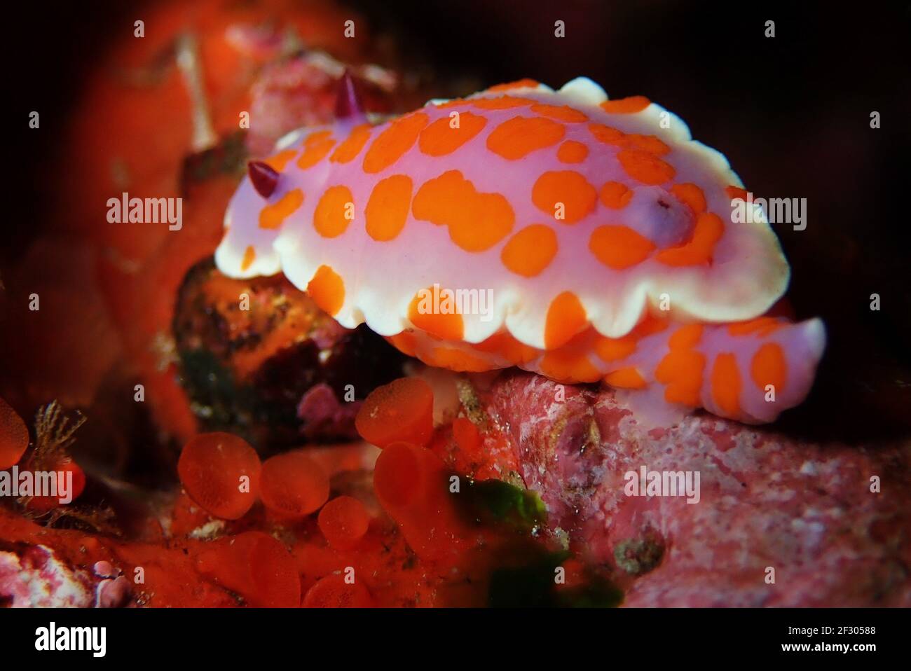 Orange and white spotted nudibranch with retracted gills Stock Photo ...