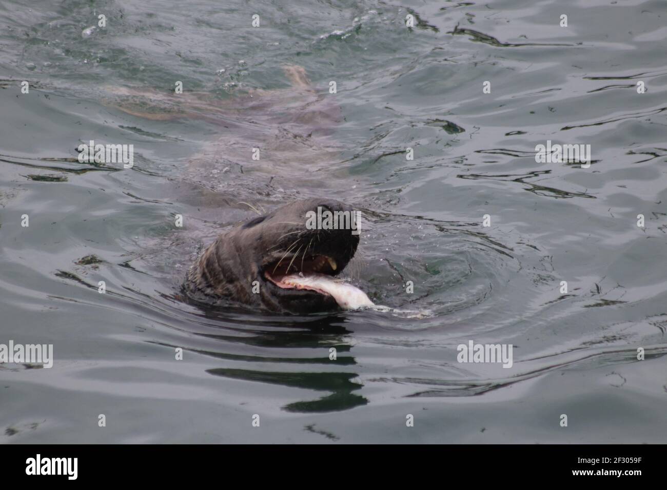 Seal Eating Fish High Resolution Stock Photography and Images - Alamy