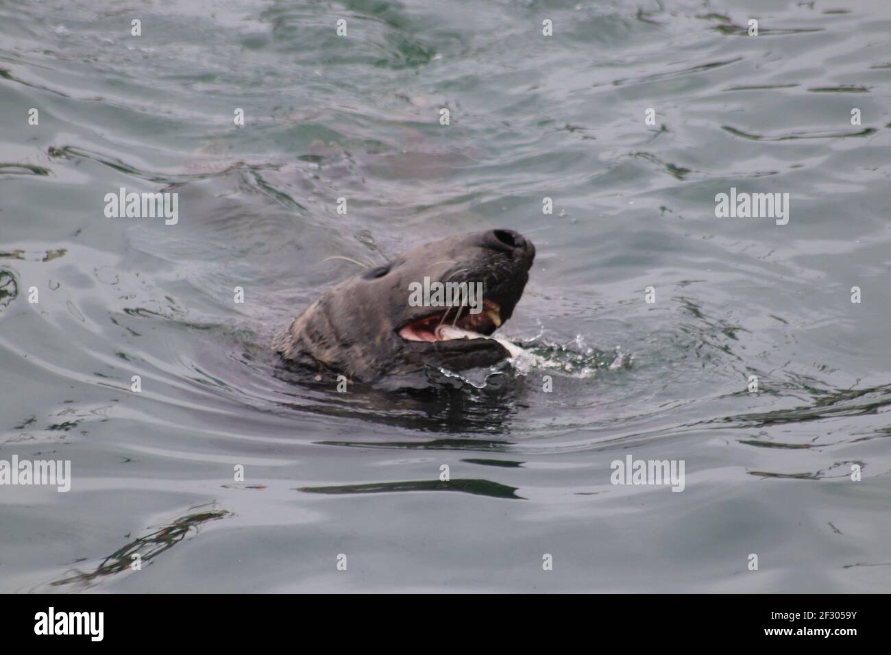 Grey seal eating fish Stock Photo - Alamy