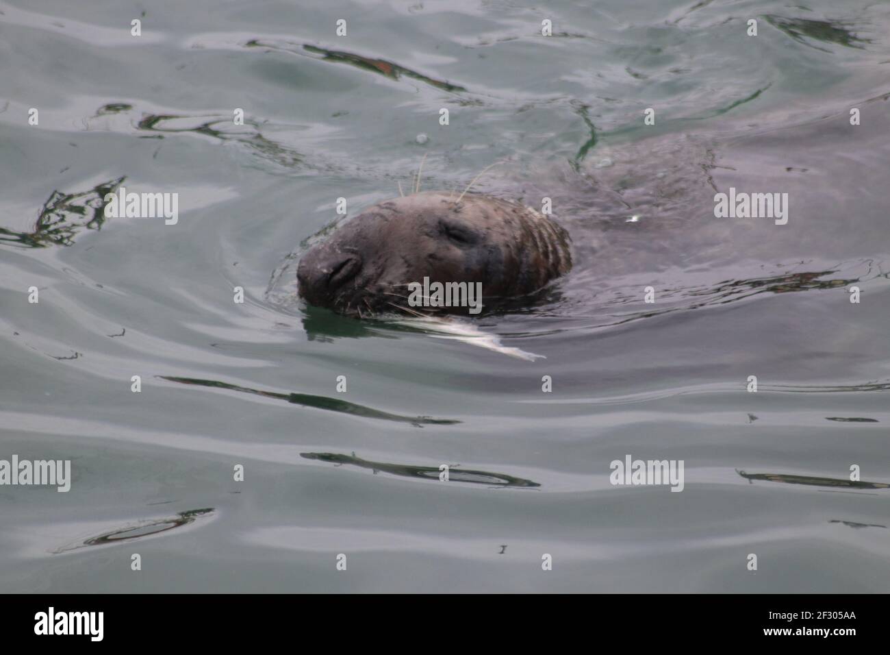 Grey seal eating fish Stock Photo - Alamy