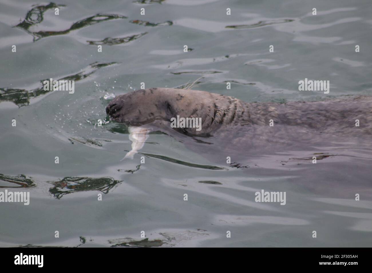Grey seal eating fish Stock Photo - Alamy