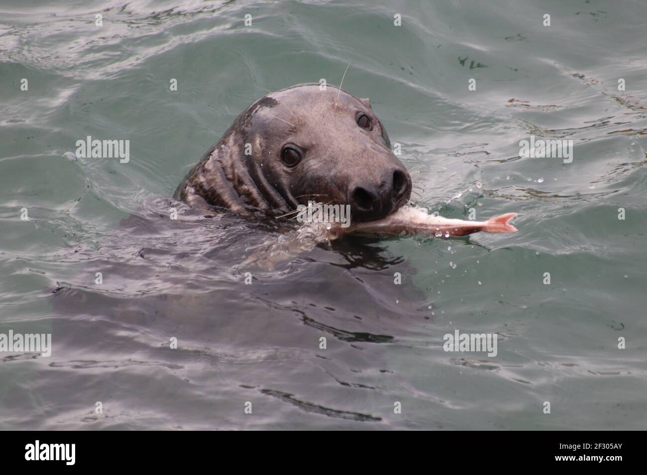 Seal Eating Fish High Resolution Stock Photography and Images - Alamy