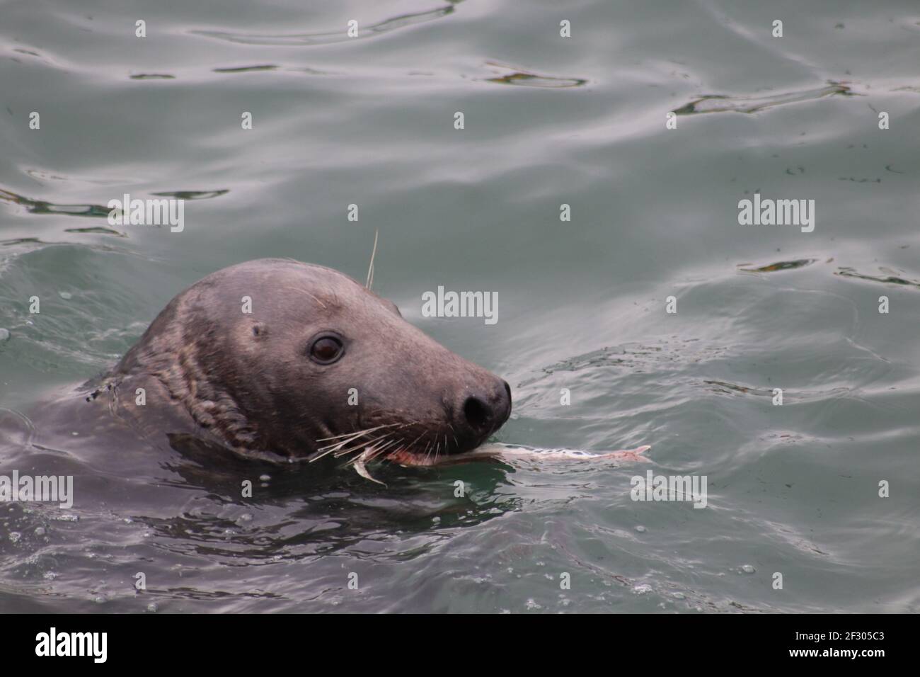 Harbour seal phoca vitulina eating hi-res stock photography and images ...