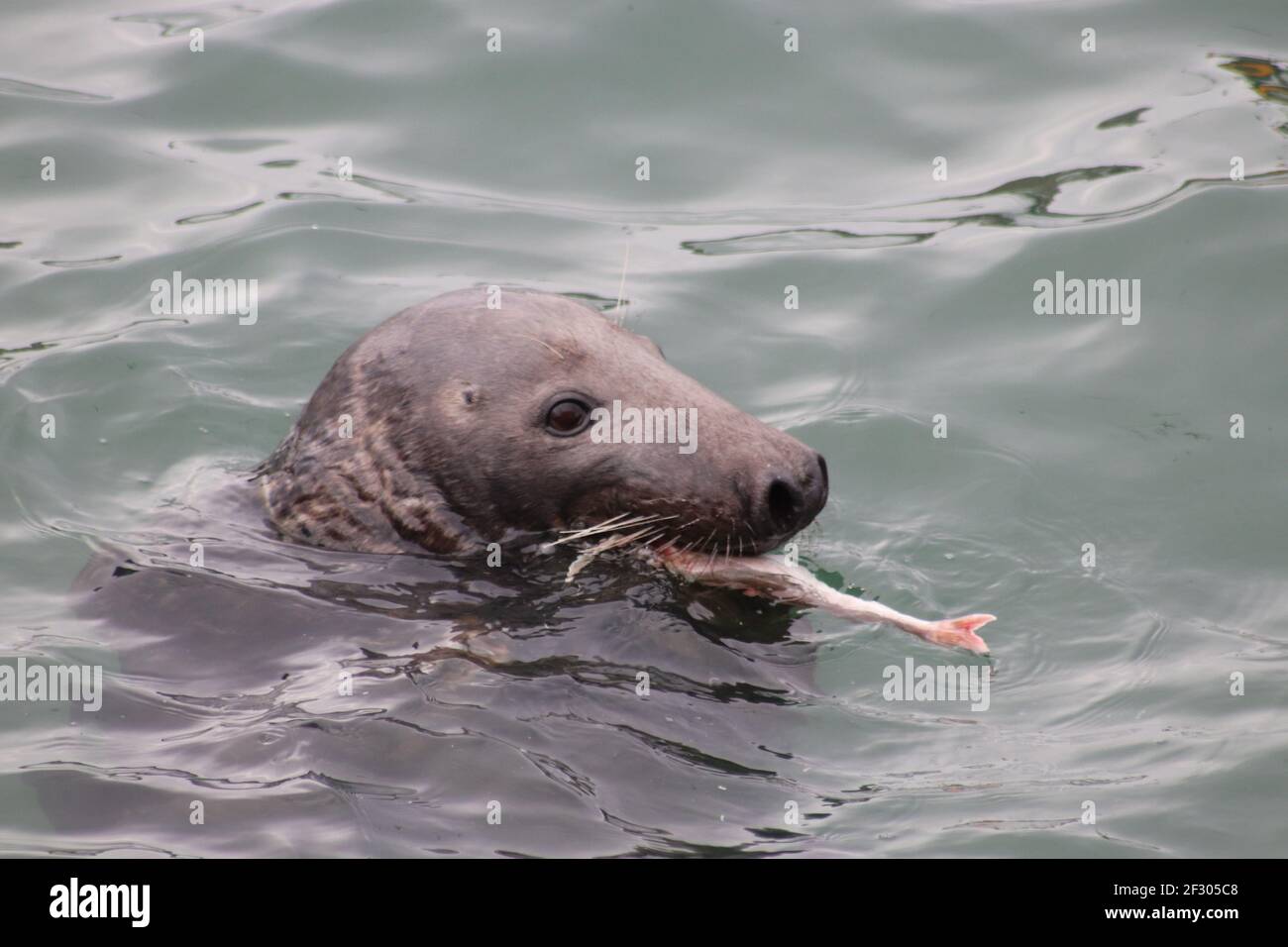 Grey seal eating fish Stock Photo - Alamy