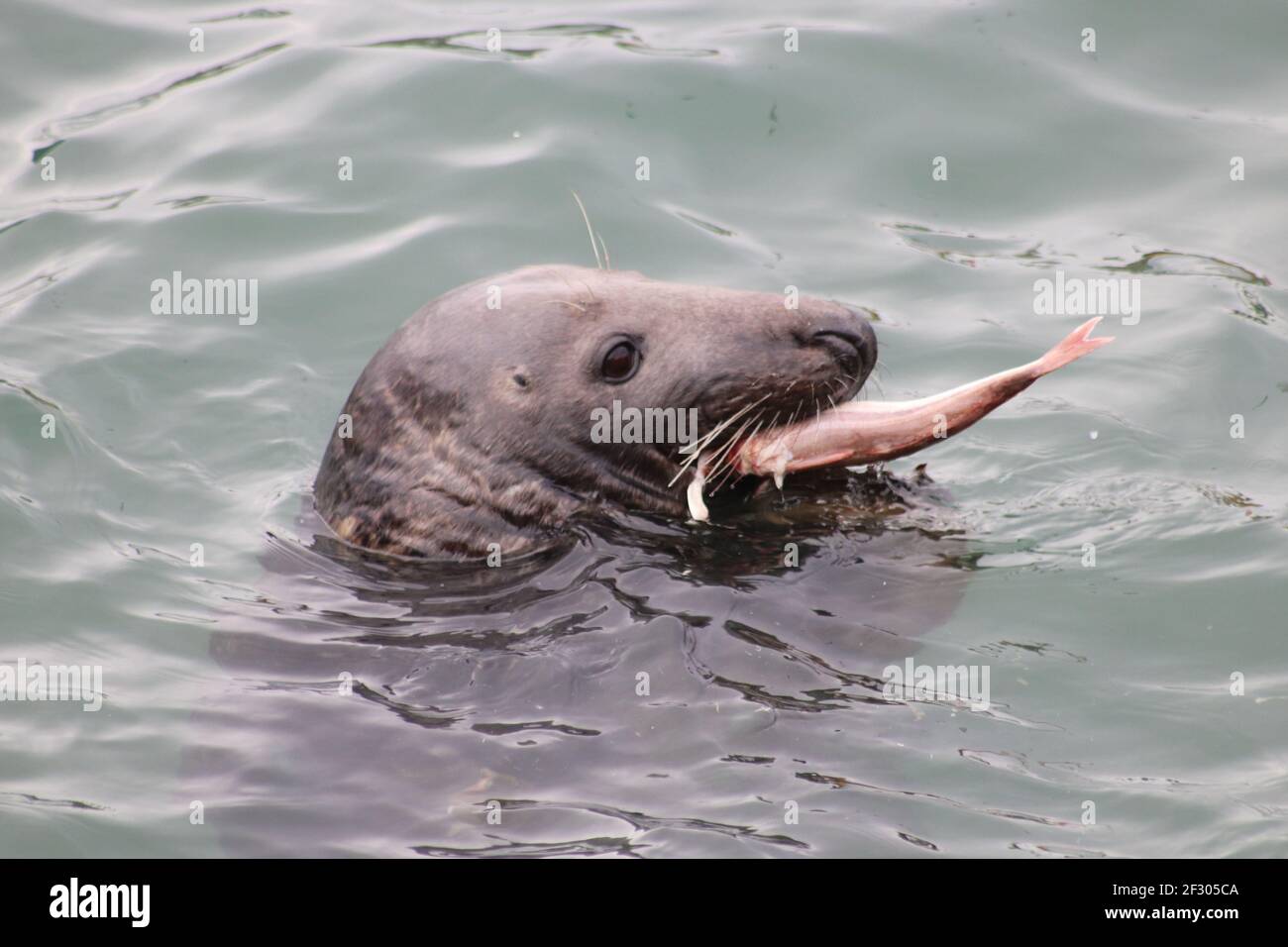 Harbour seal phoca vitulina eating hi-res stock photography and images ...