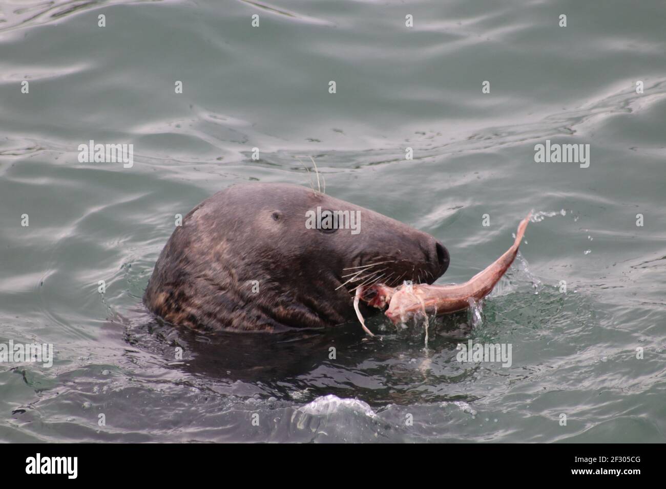 Grey seal eating fish Stock Photo - Alamy