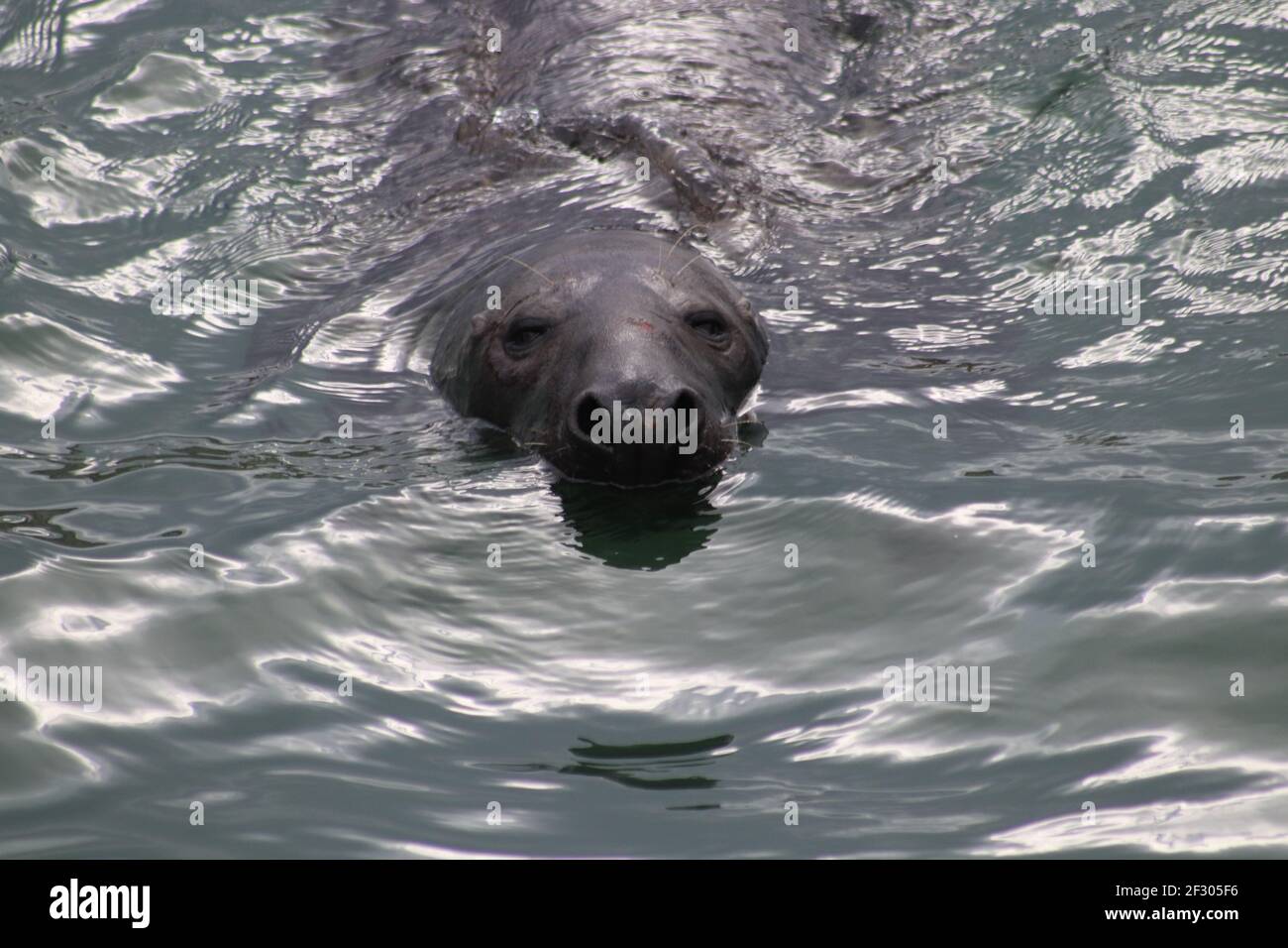 Harbour seal in water Stock Photo - Alamy