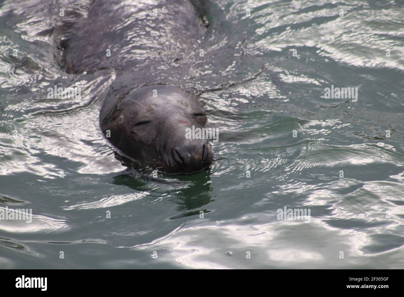 Common seal eating fish in hi-res stock photography and images - Alamy