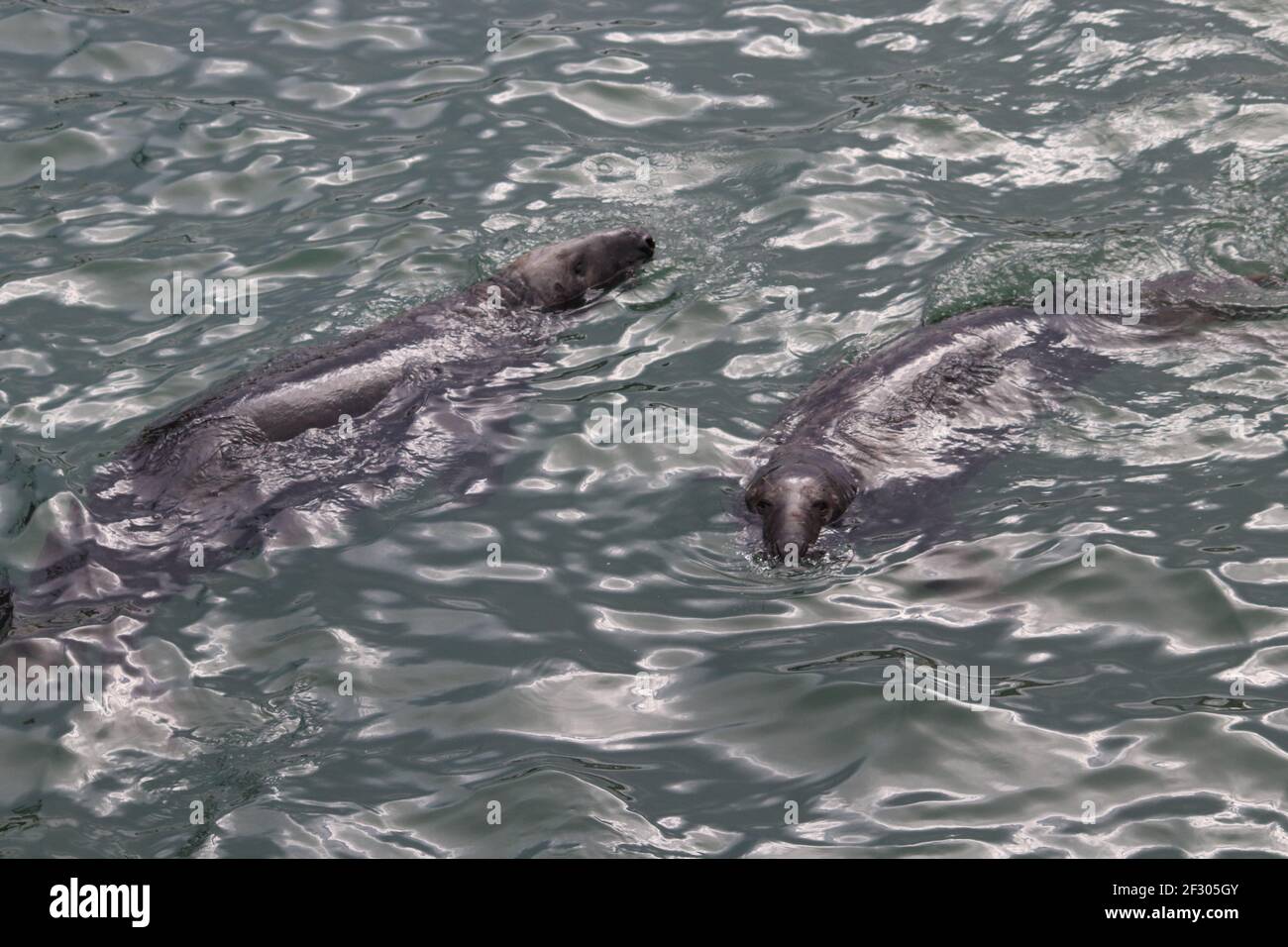 Two seals in water Stock Photo - Alamy