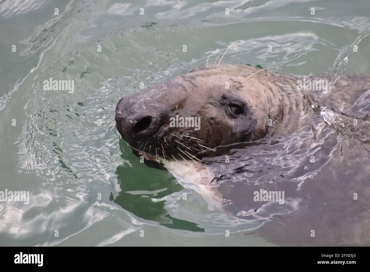 Grey seal eating fish Stock Photo - Alamy