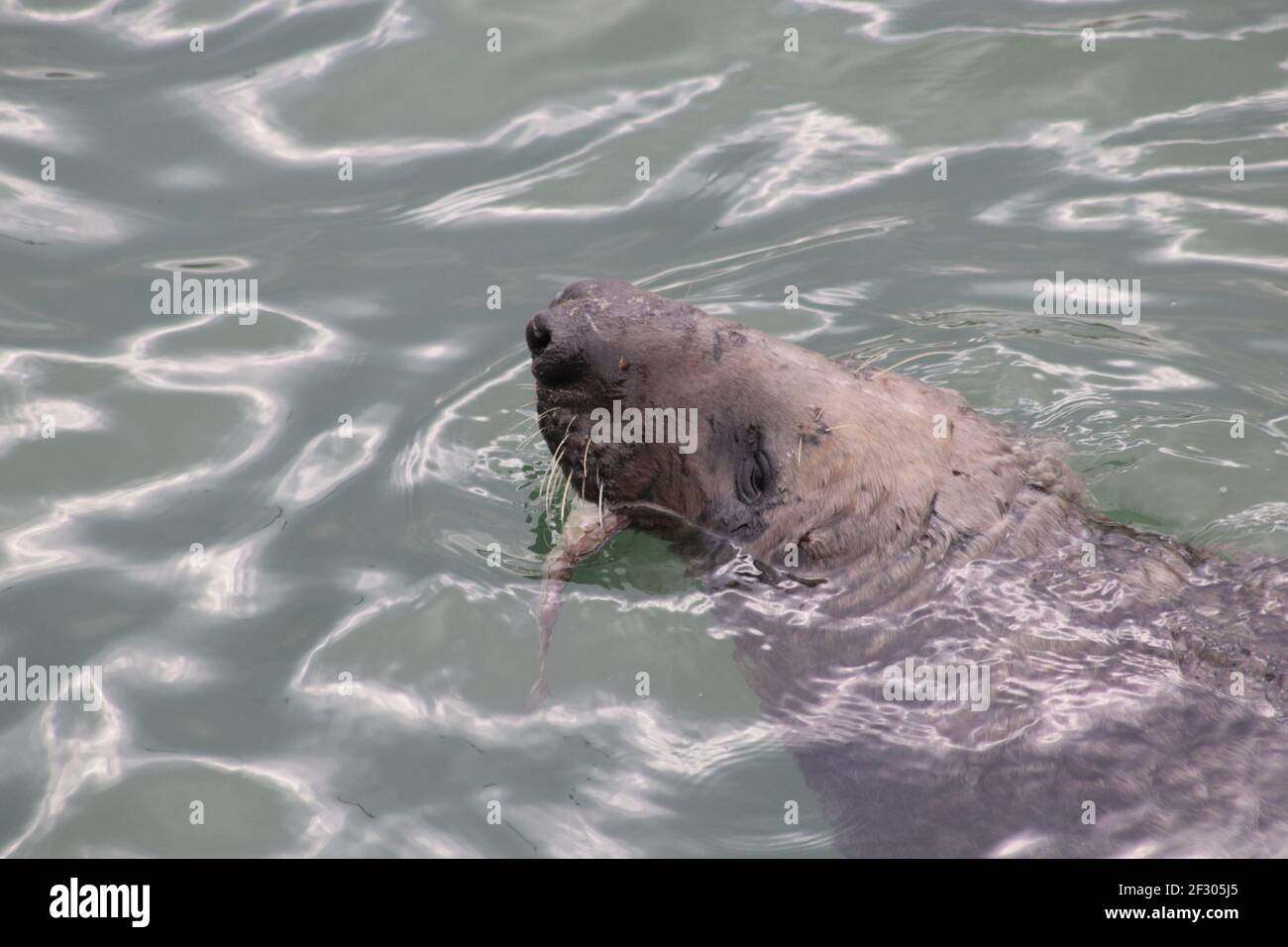 Seal eating fish hi-res stock photography and images - Alamy