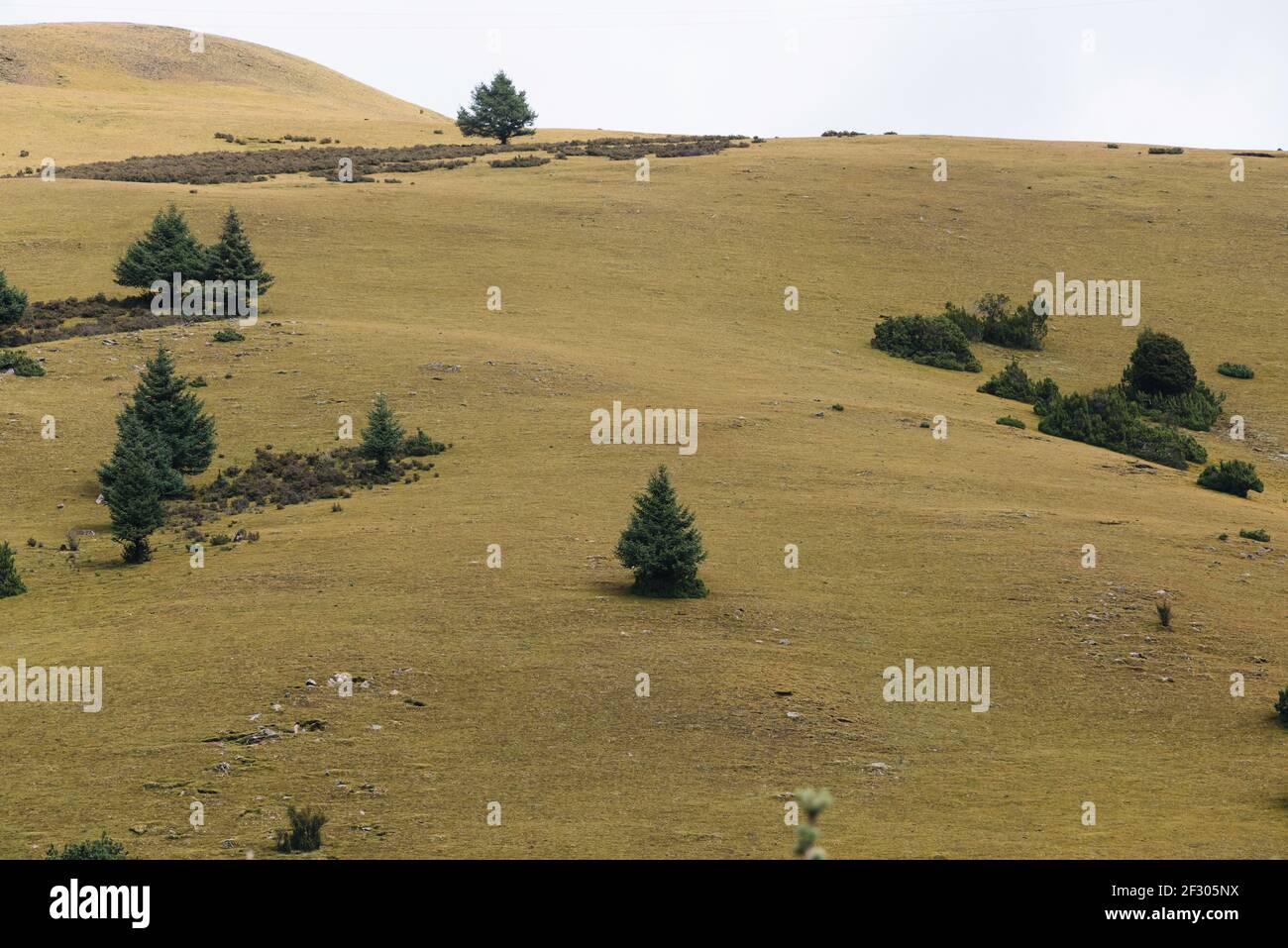 Bushes on the slope of a hill with meadows Stock Photo - Alamy