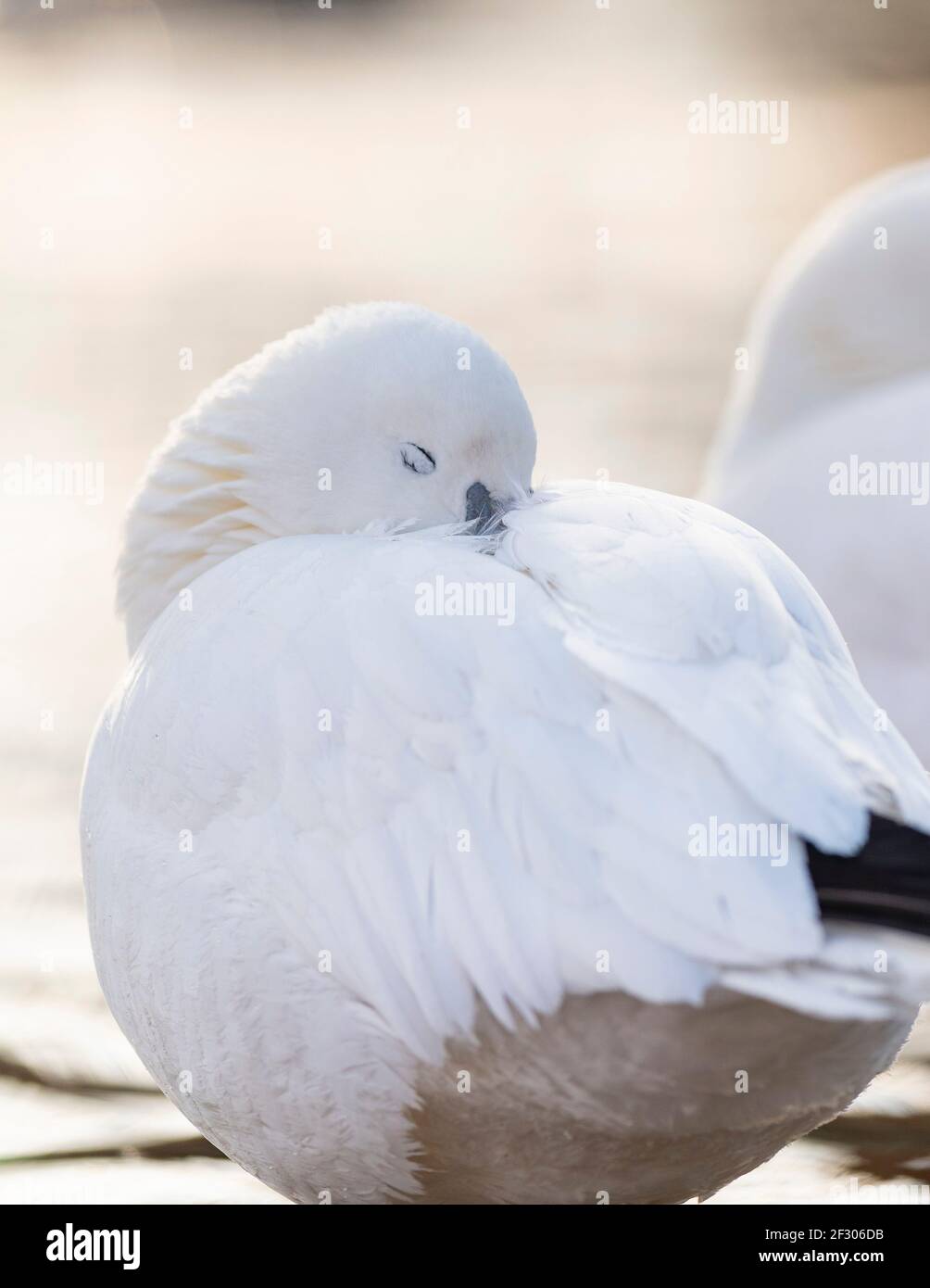 Ross geese hi-res stock photography and images - Alamy