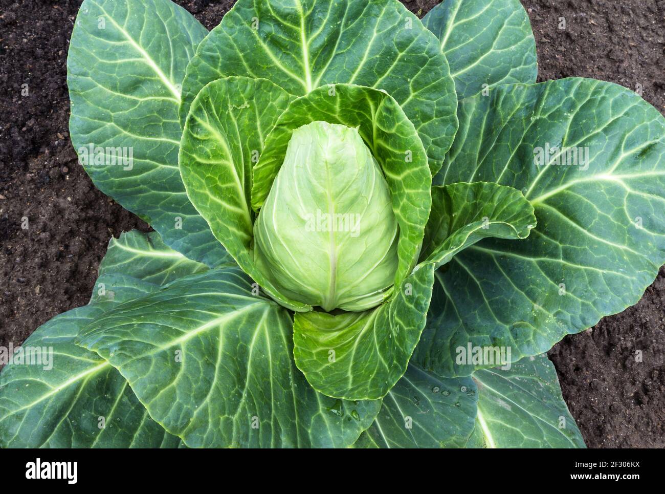 Pointed cabbage salad hi-res stock photography and images - Alamy