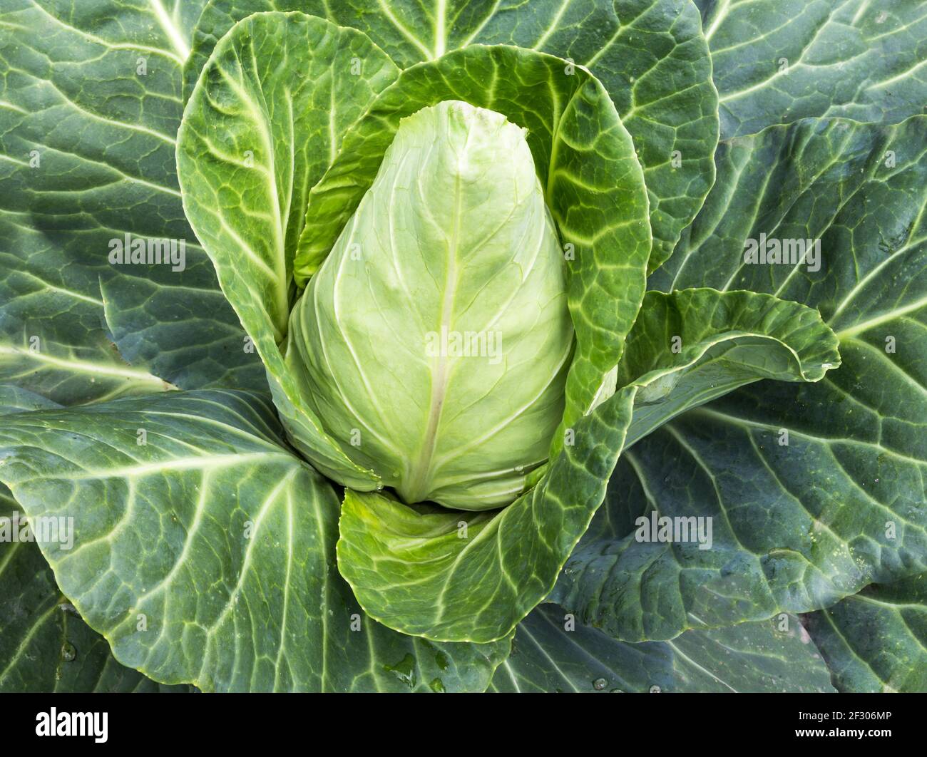 Pointed cabbage salad hi-res stock photography and images - Alamy