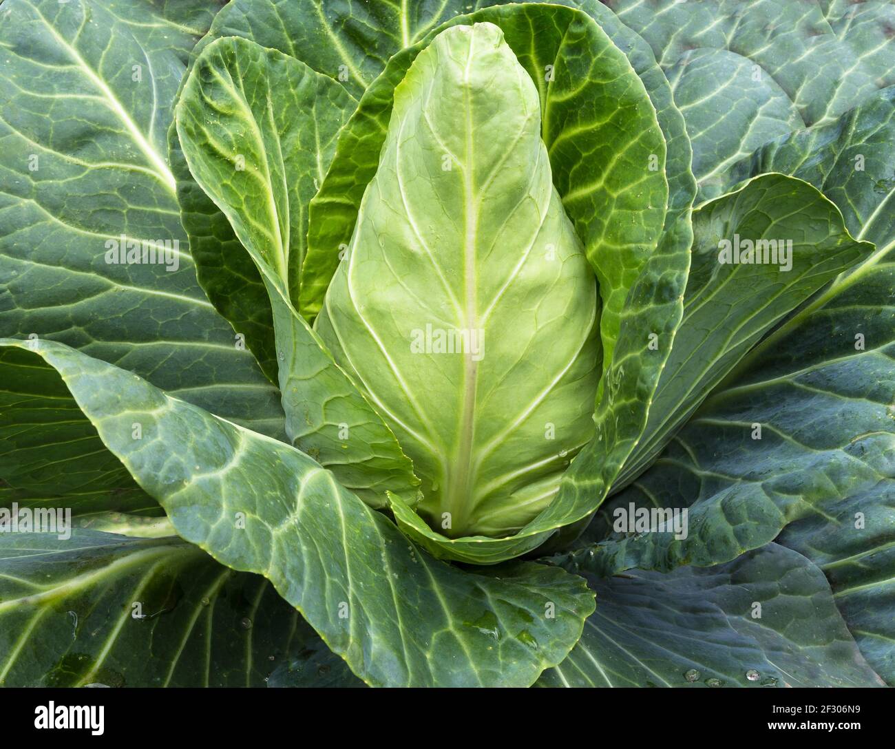 Fresh pointed cabbage on a garden Stock Photo - Alamy