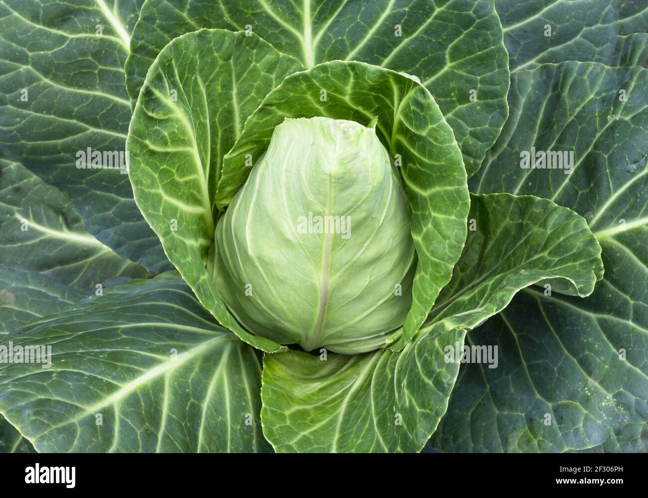 Fresh pointed cabbage on a garden Stock Photo - Alamy
