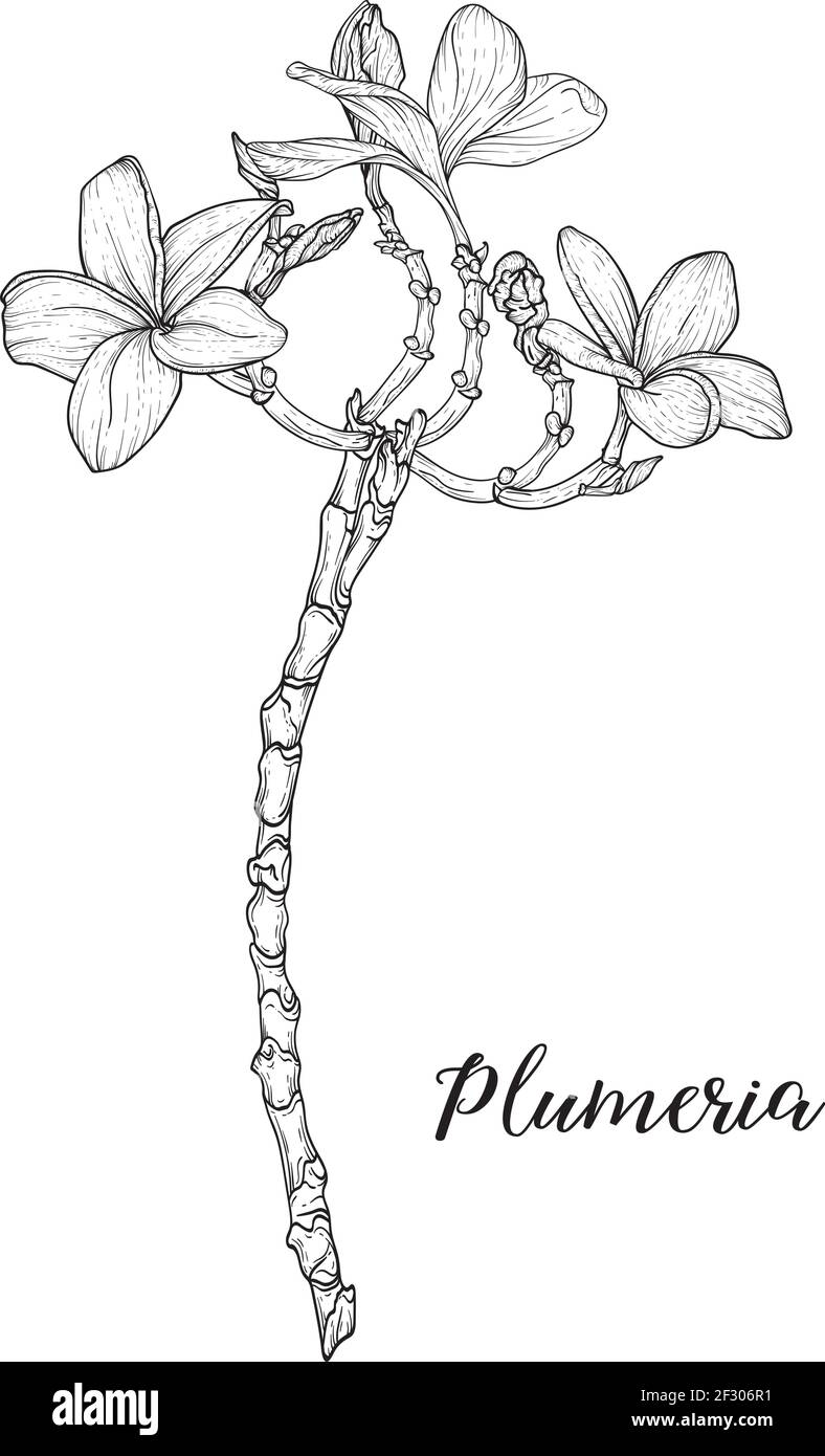 Plumeria Drawings
