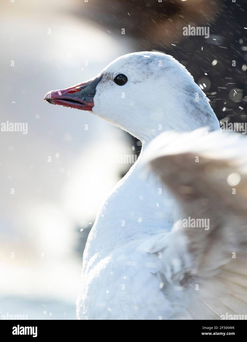 Ross geese hi-res stock photography and images - Alamy