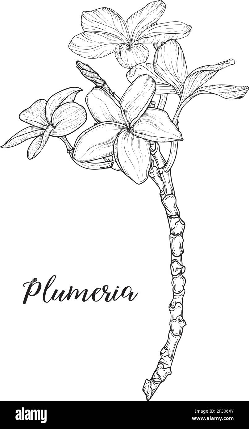 Plumeria Illustration High Resolution Stock Photography and Images - Alamy