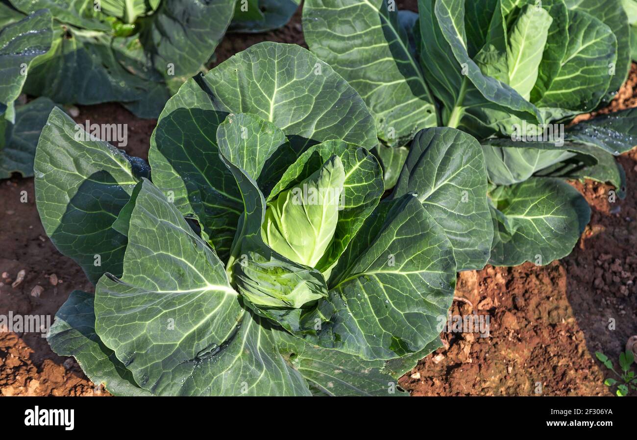 Fresh pointed cabbage hi-res stock photography and images - Alamy