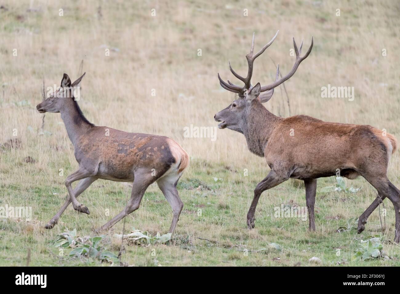 Red deer male follows female in rutting season (Cervus elaphus Stock ...