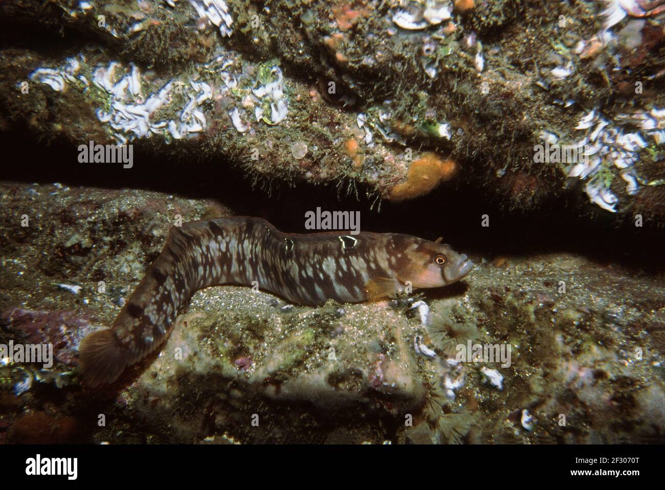 Gunnel fish hi-res stock photography and images - Alamy