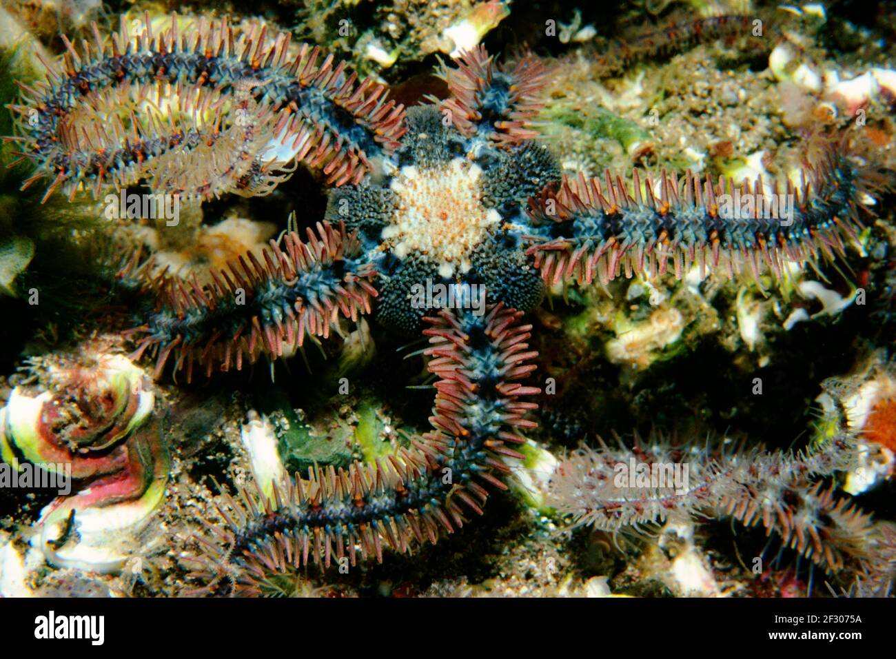Common brittle stars ophiothrix fragilis hi-res stock photography and ...