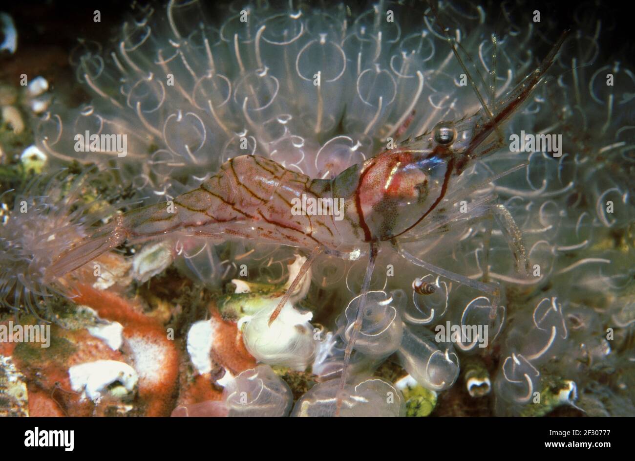 Northern prawn or pink shrimp (Pandalus montagui) with light bulb sea ...