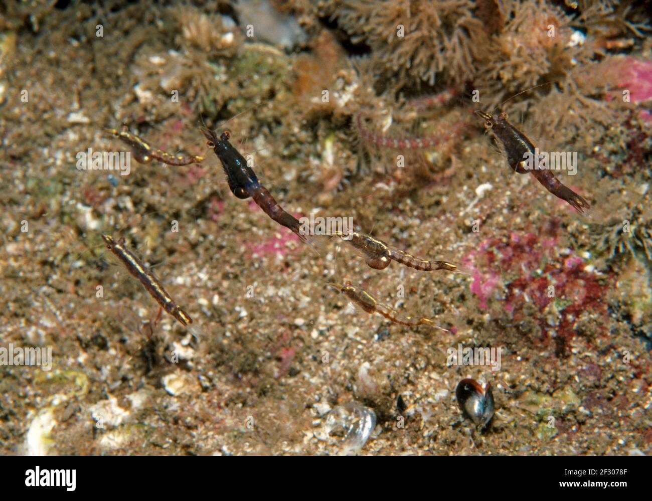 Mysidacea hi-res stock photography and images - Alamy