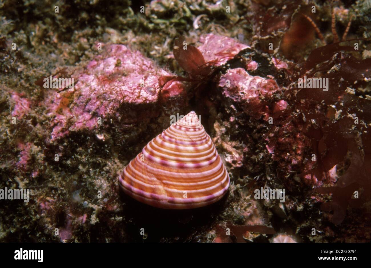 Painted topshell (Calliostoma zizyphinum) on the seabed, British Isles ...