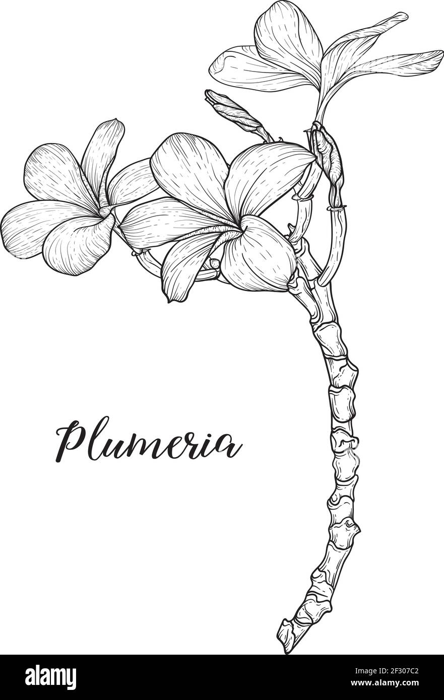 Plumeria flowers drawing and sketch with linear art on a white ...