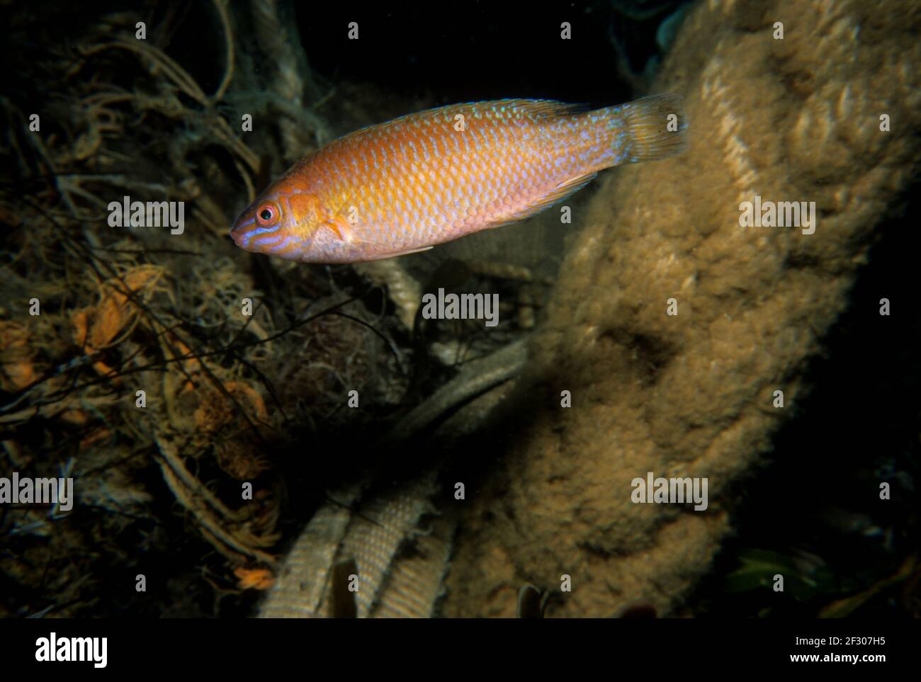 Rock cook (Centrolabrus exoletus) swimming amongst derelict commercial ...