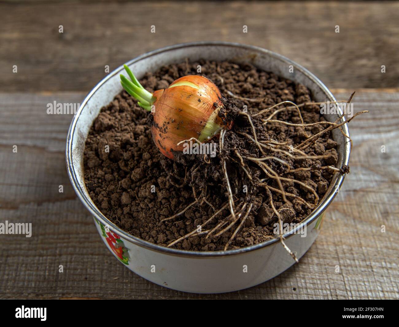 Closeup on spring onion roots hi-res stock photography and images - Alamy