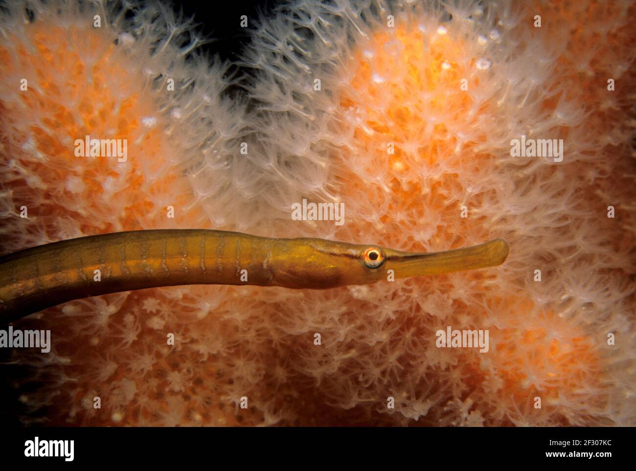 Snake pipefish (Entelurus aequoreus) in front of Dead Man's Fingers, UK ...