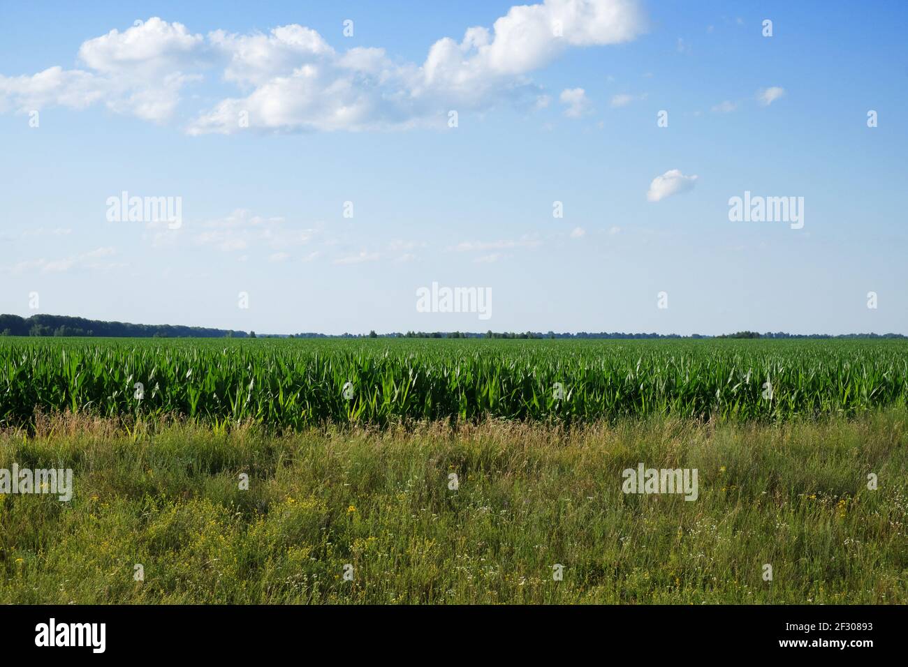 Plants of corn on a farm plot. Farmland. Growing corn. Agro-landscape ...