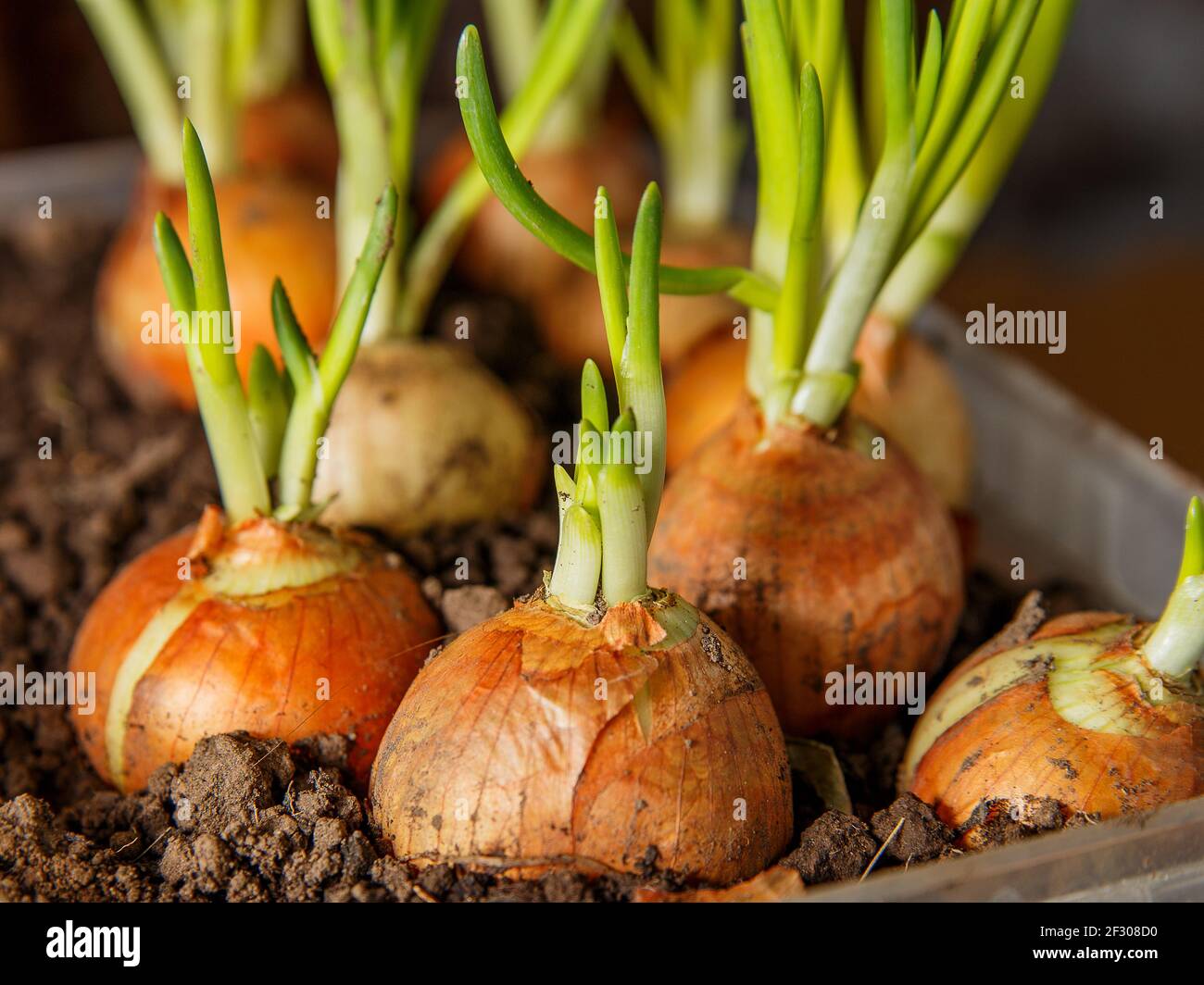Sprouted onion heads with green leaves are planted in box with soil ...