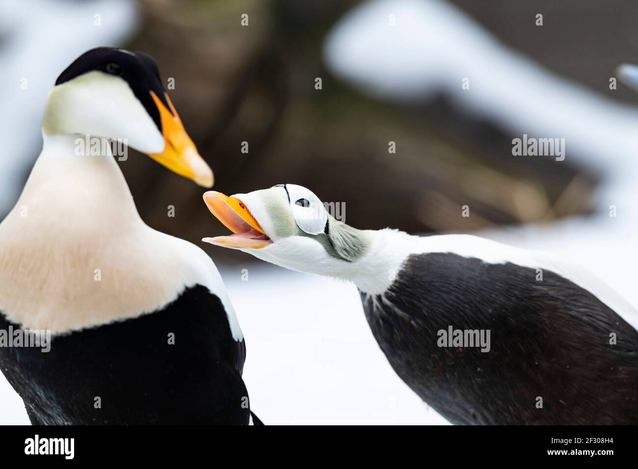 Pacific Eider Ducks on a winter day in Alaska Stock Photo - Alamy
